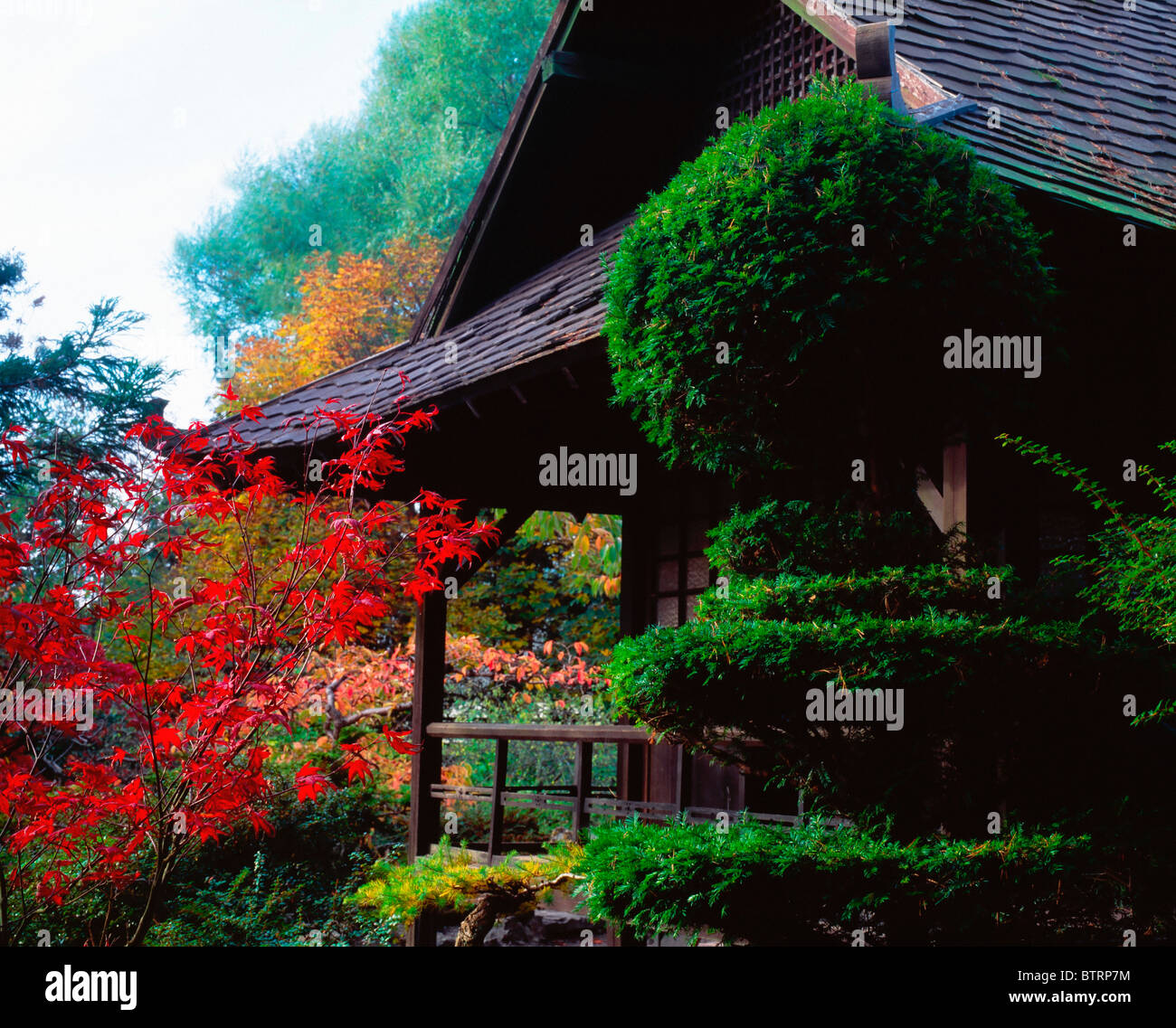 Tully Japanese Gardens, Co Kildare, Ireland; Tea House With Acer And ...