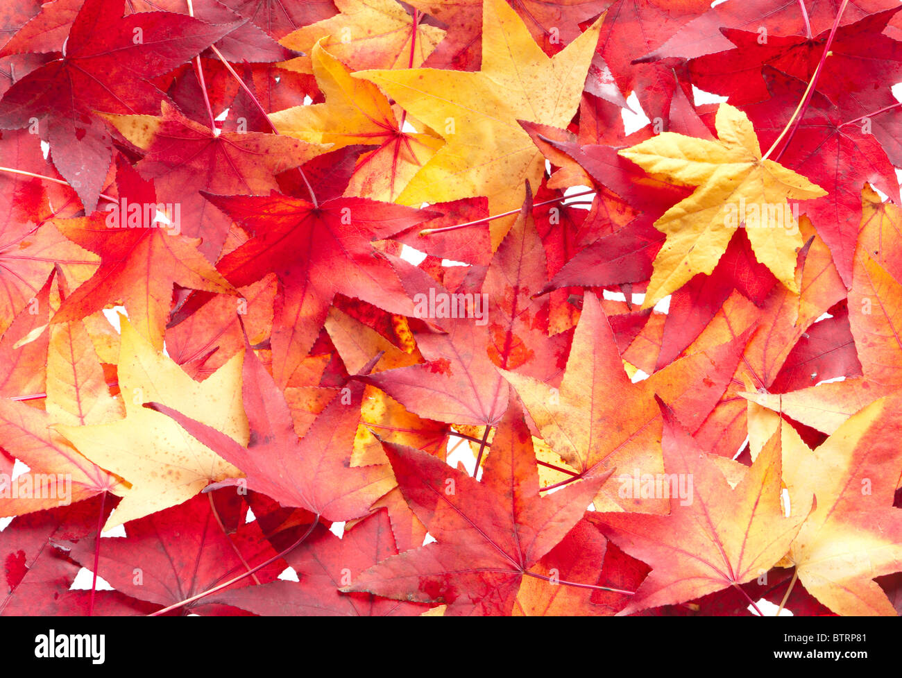 Horizontal arrangement of leaves hi-res stock photography and images ...