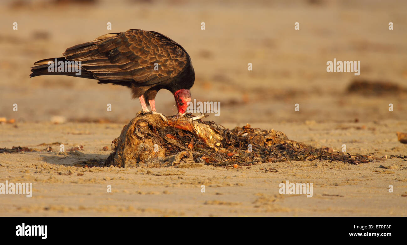 Lion With Carcass High Resolution Stock Photography and Images - Alamy