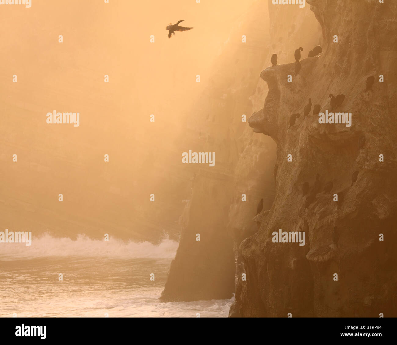 Rook in rookery hi-res stock photography and images - Alamy