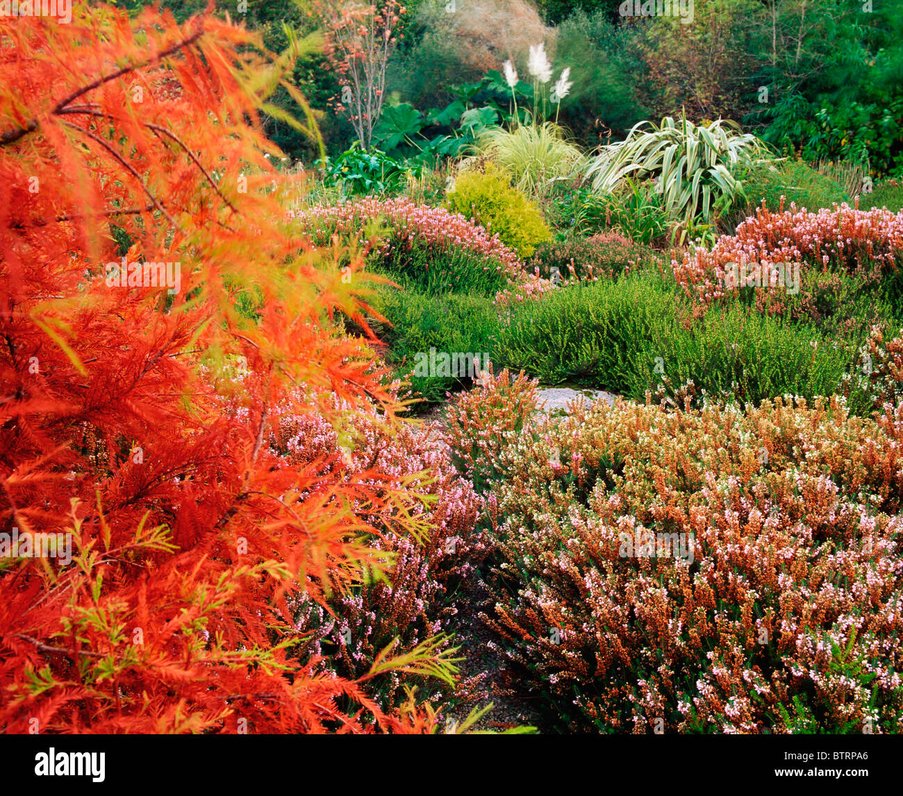 Heather gardens hi-res stock photography and images - Alamy