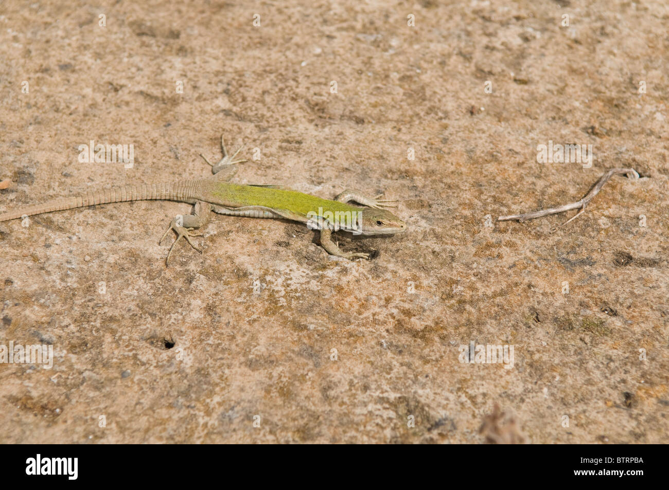 Lizard or Lucertola, Paestum, Southern Italy Stock Photo - Alamy