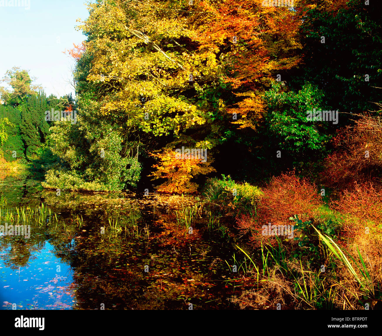 Altamont Garden, Co Carlow, Ireland; Lake And Foliage During Autumn ...