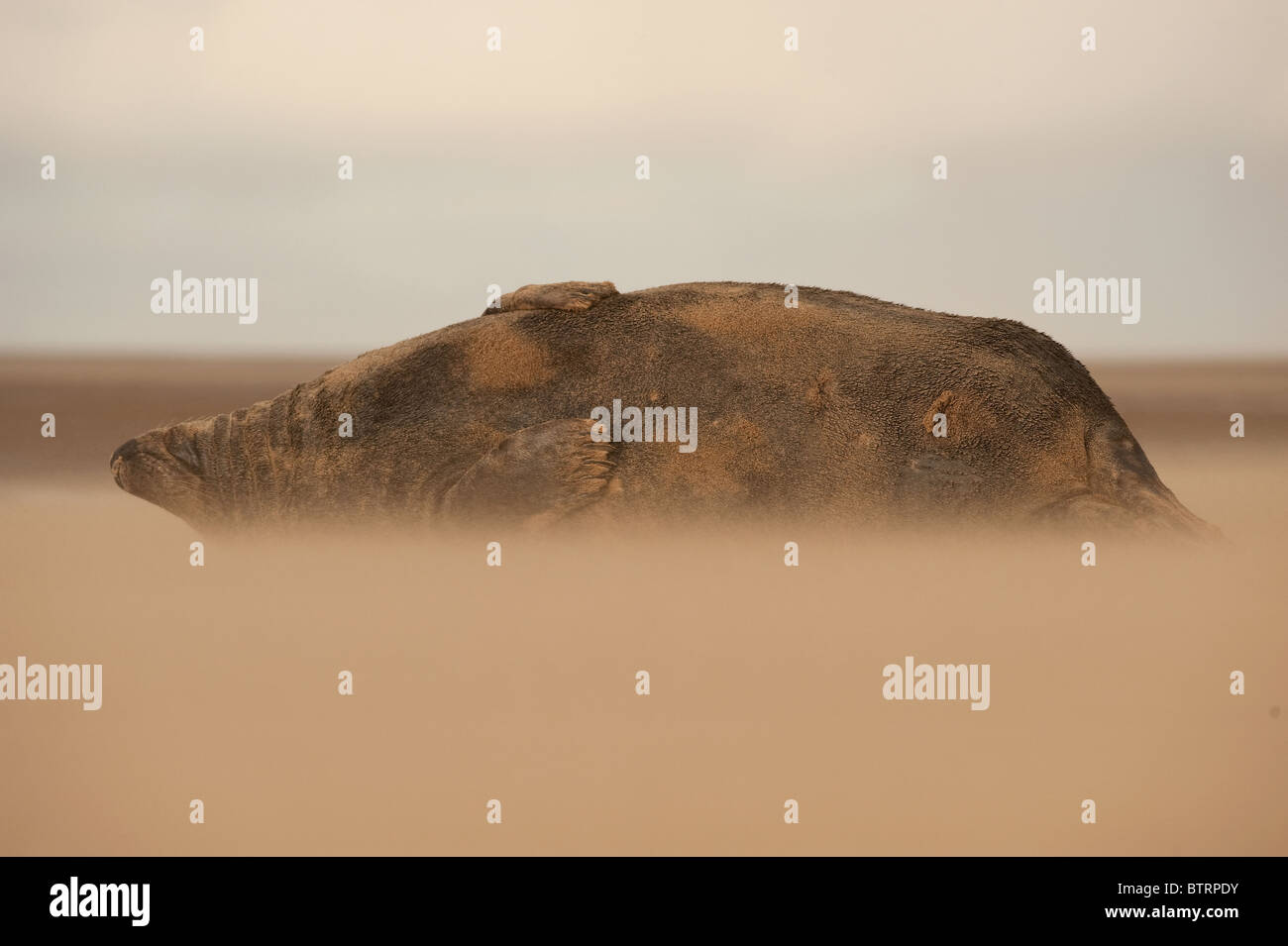 Hooked nosed sea pig hi-res stock photography and images - Alamy