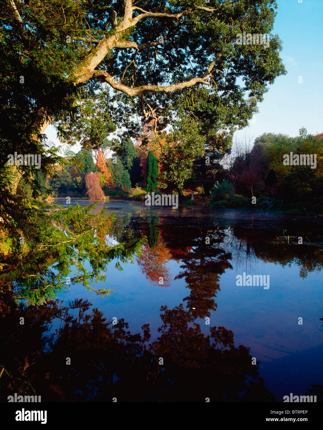 Altamont Garden, Co Carlow, Ireland; Lake During Autumn Stock Photo - Alamy