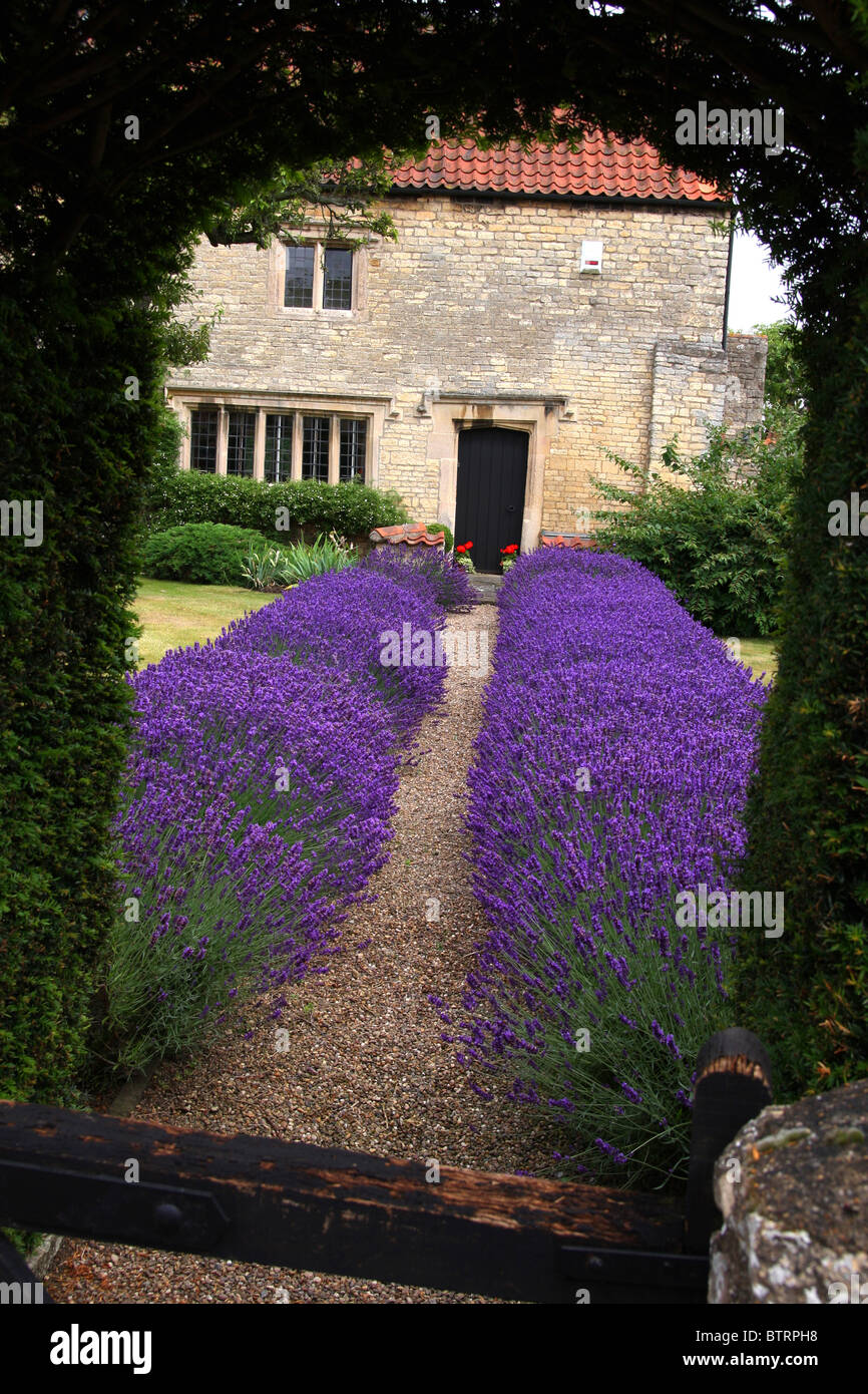 Lavender hedge hi-res stock photography and images - Alamy