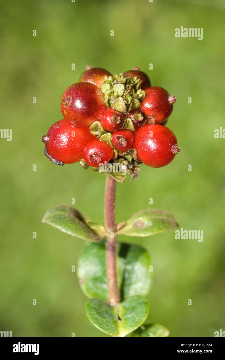 Honeysuckle berries (Lonicera periclymenum Stock Photo - Alamy
