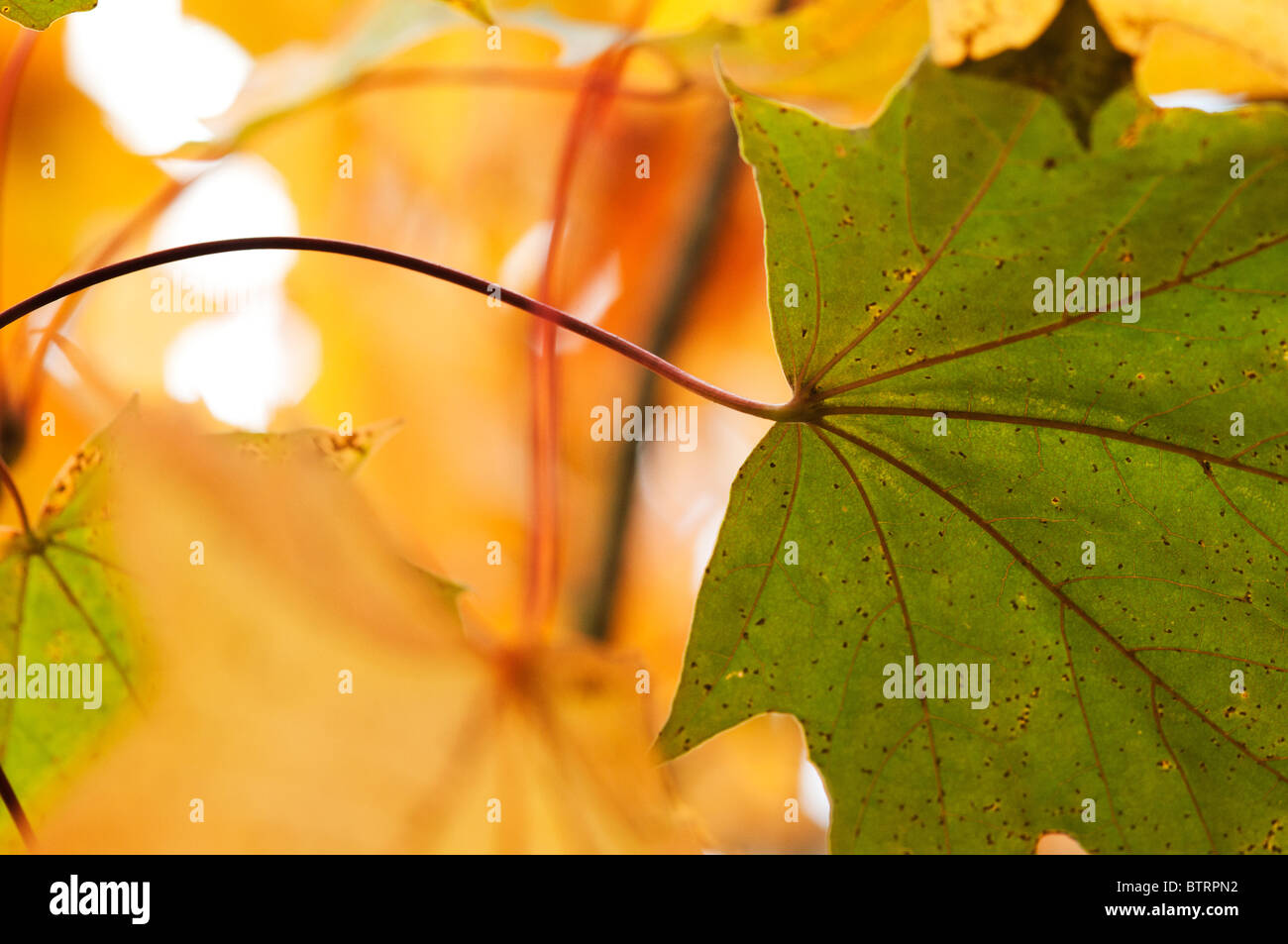 Beautiful close up of autumn leaves showing the bright changing colours ...