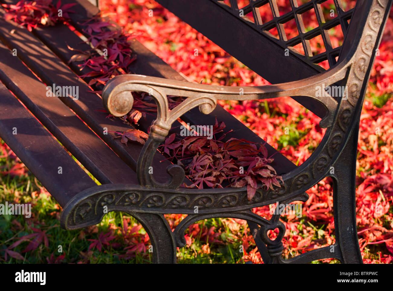 Leaf covered bench hi-res stock photography and images - Alamy