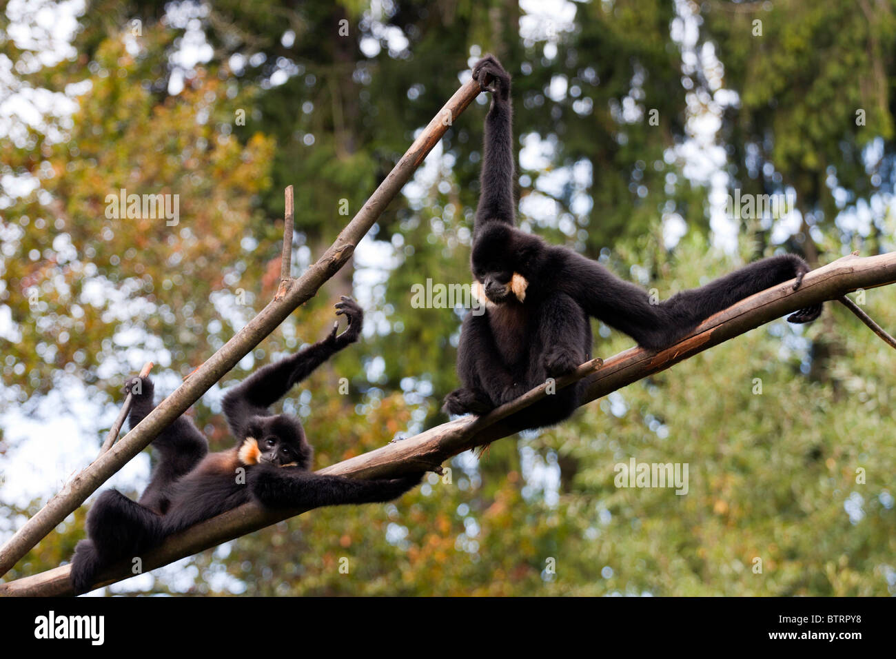 Pair of gibbons playing on the tree branch Stock Photo - Alamy
