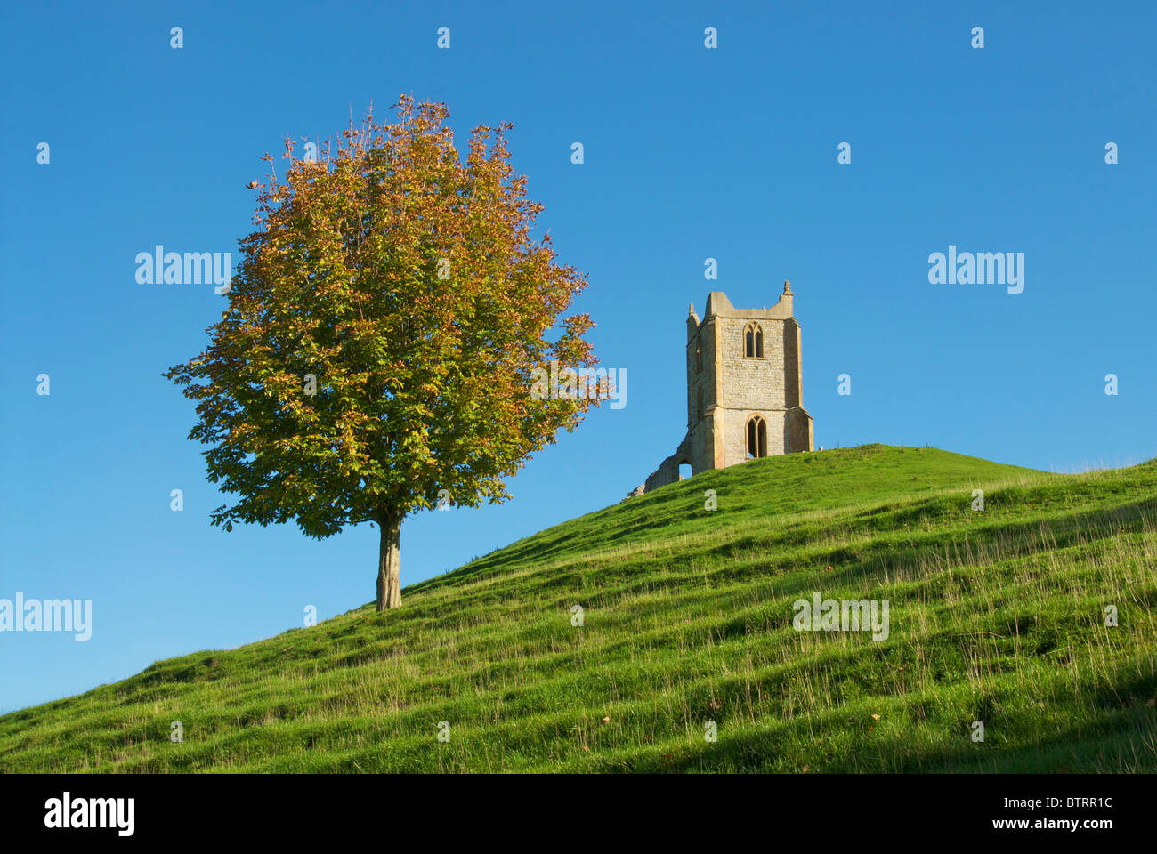 Burrow Mump and tree Stock Photo - Alamy