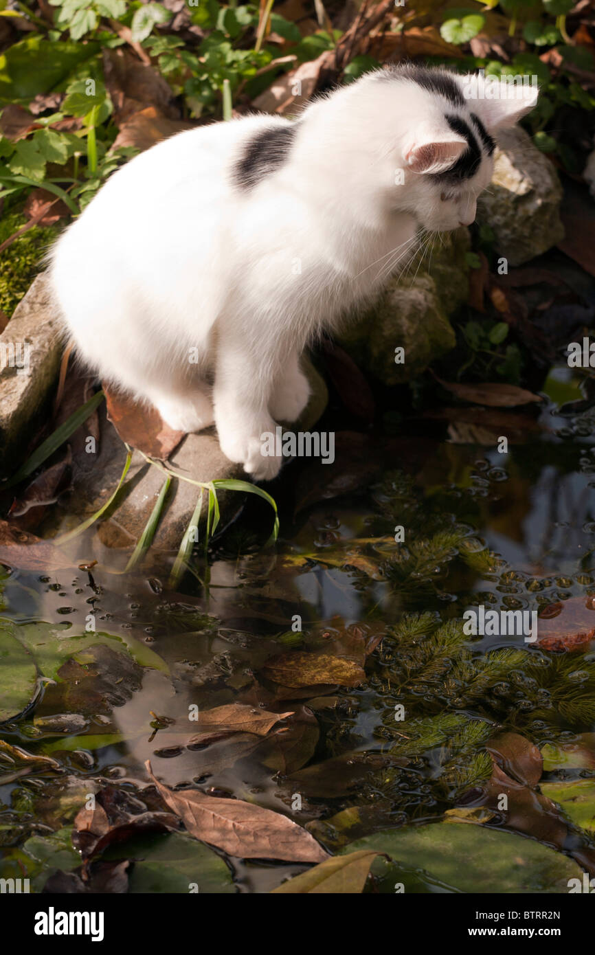 Cat Looking Into Pond High Resolution Stock Photography and Images - Alamy