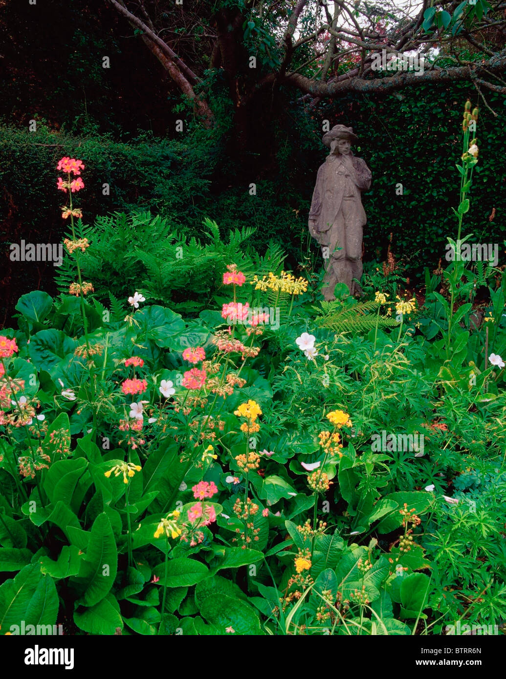 Rathmore, Co Dublin, Ireland; Primulas And Geraniums Stock Photo - Alamy