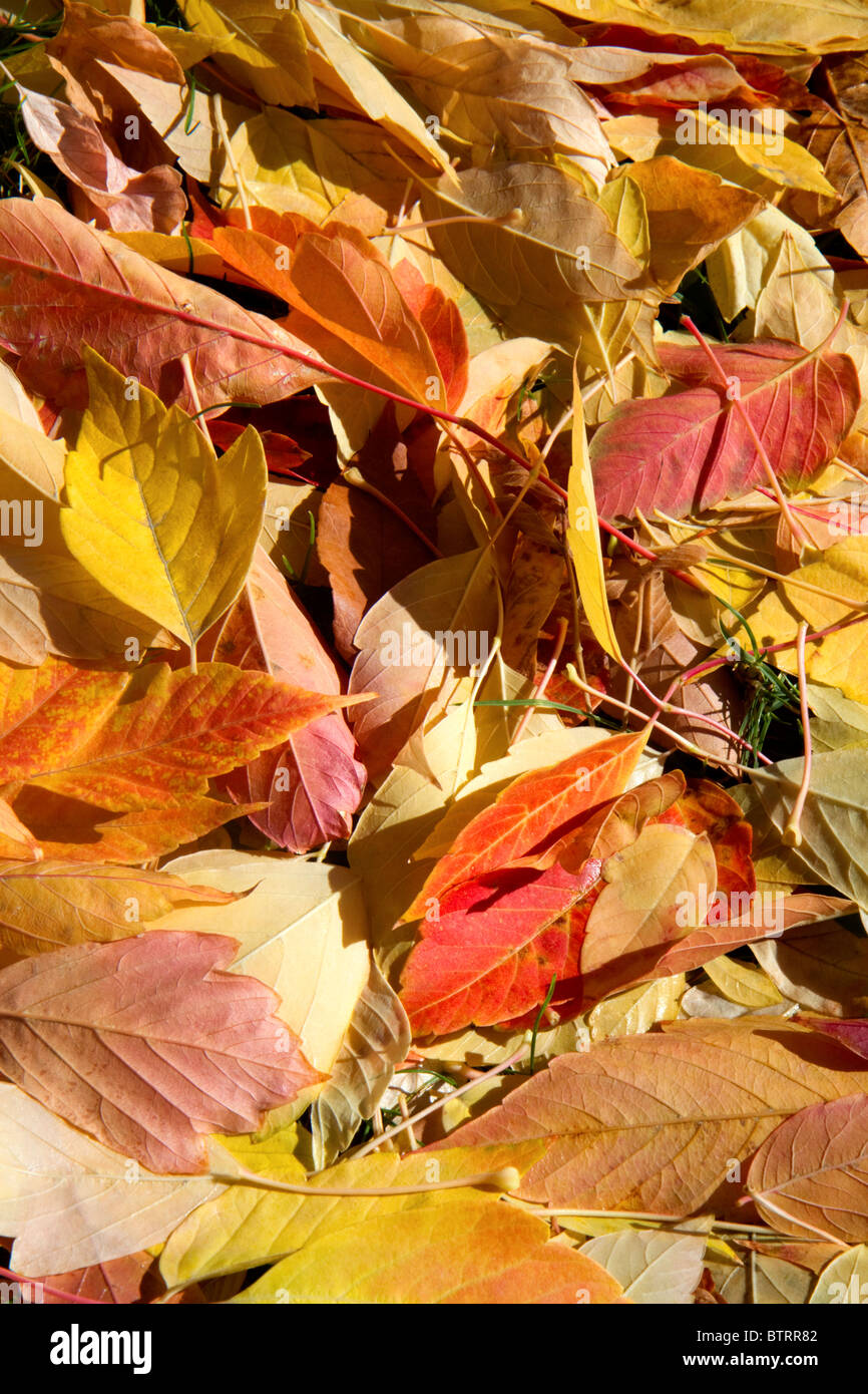 Colorful autumn leaves on the ground in Boise, Idaho, USA Stock Photo ...