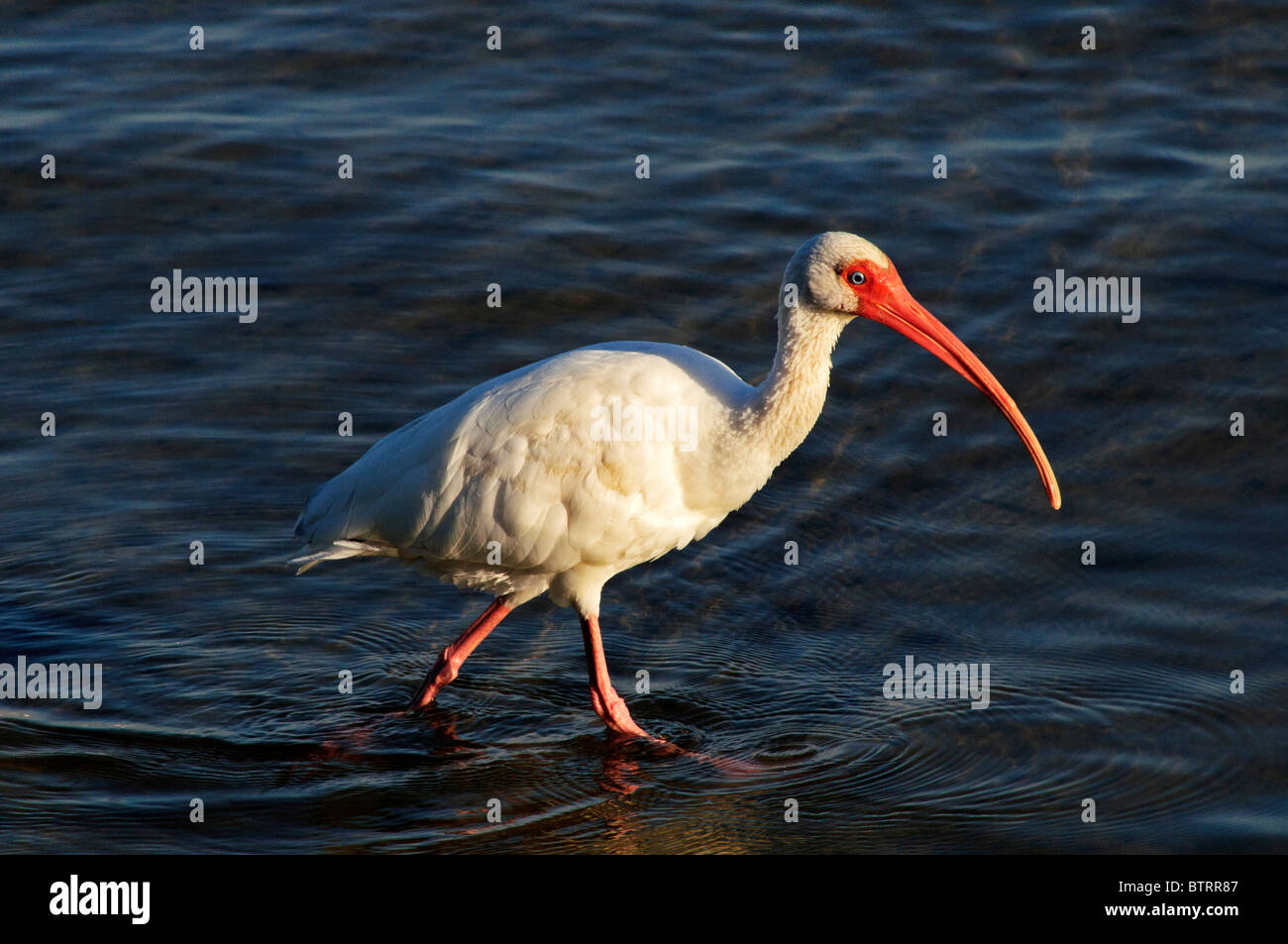 White ibis florida hi-res stock photography and images - Alamy