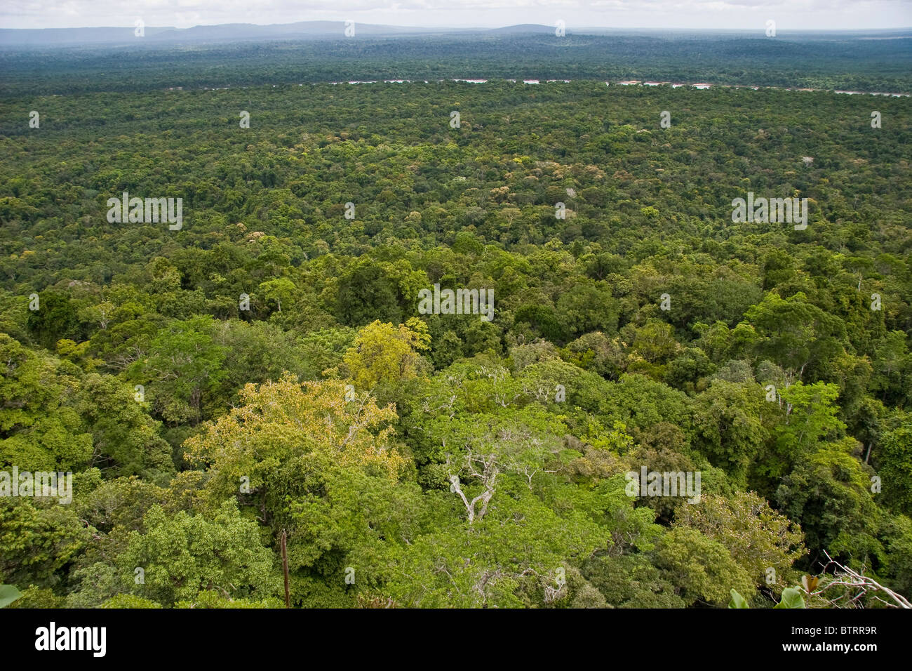 Primary lowland tropical rainforest viewed from turtle mountain ...