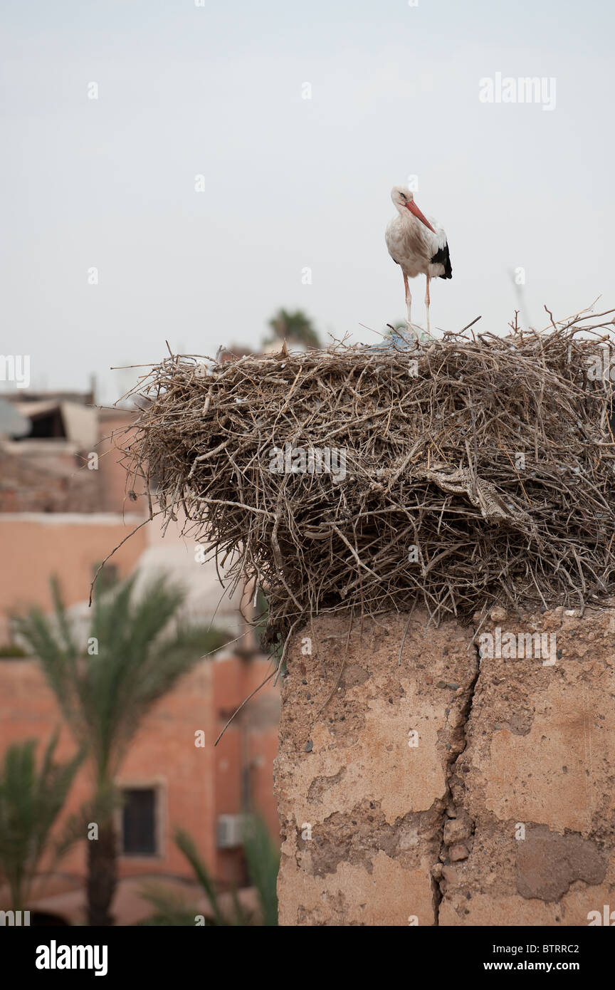 Storks nesting hi-res stock photography and images - Alamy