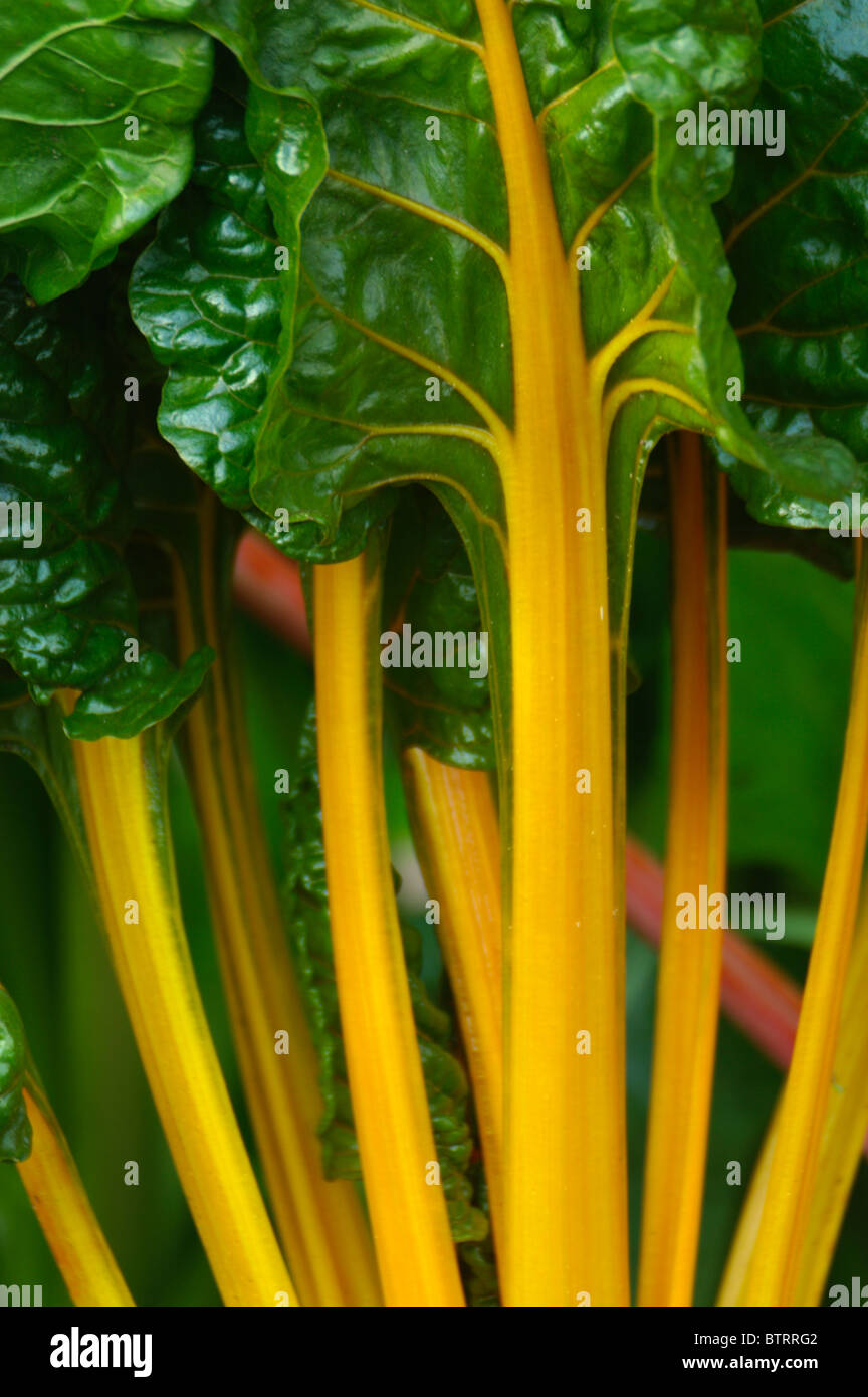 Swiss chard hi-res stock photography and images - Alamy