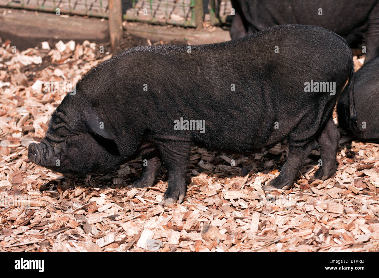 Vietnamese pig farm hi-res stock photography and images - Alamy