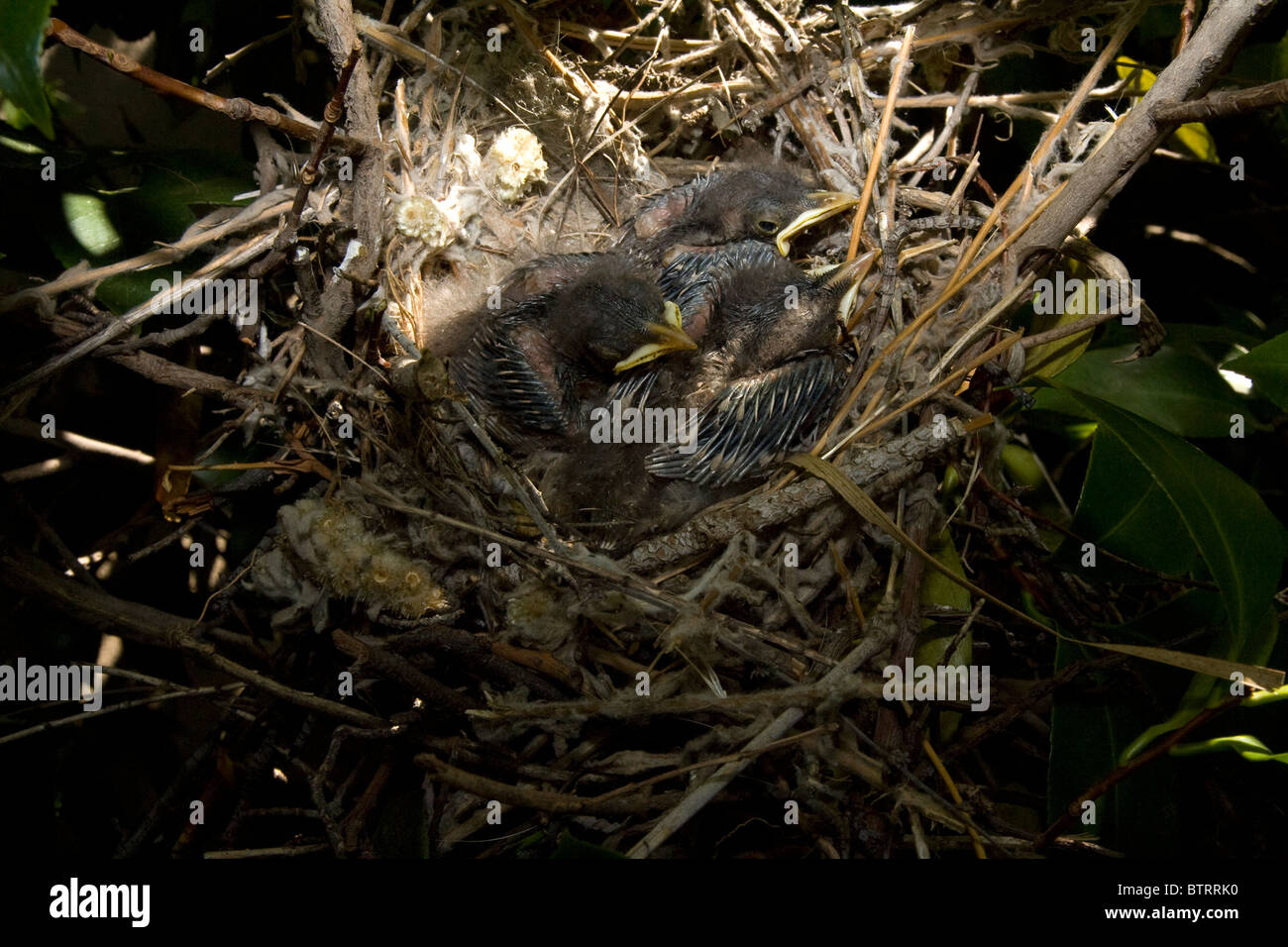 Northern mockingbird, nest hi-res stock photography and images - Alamy