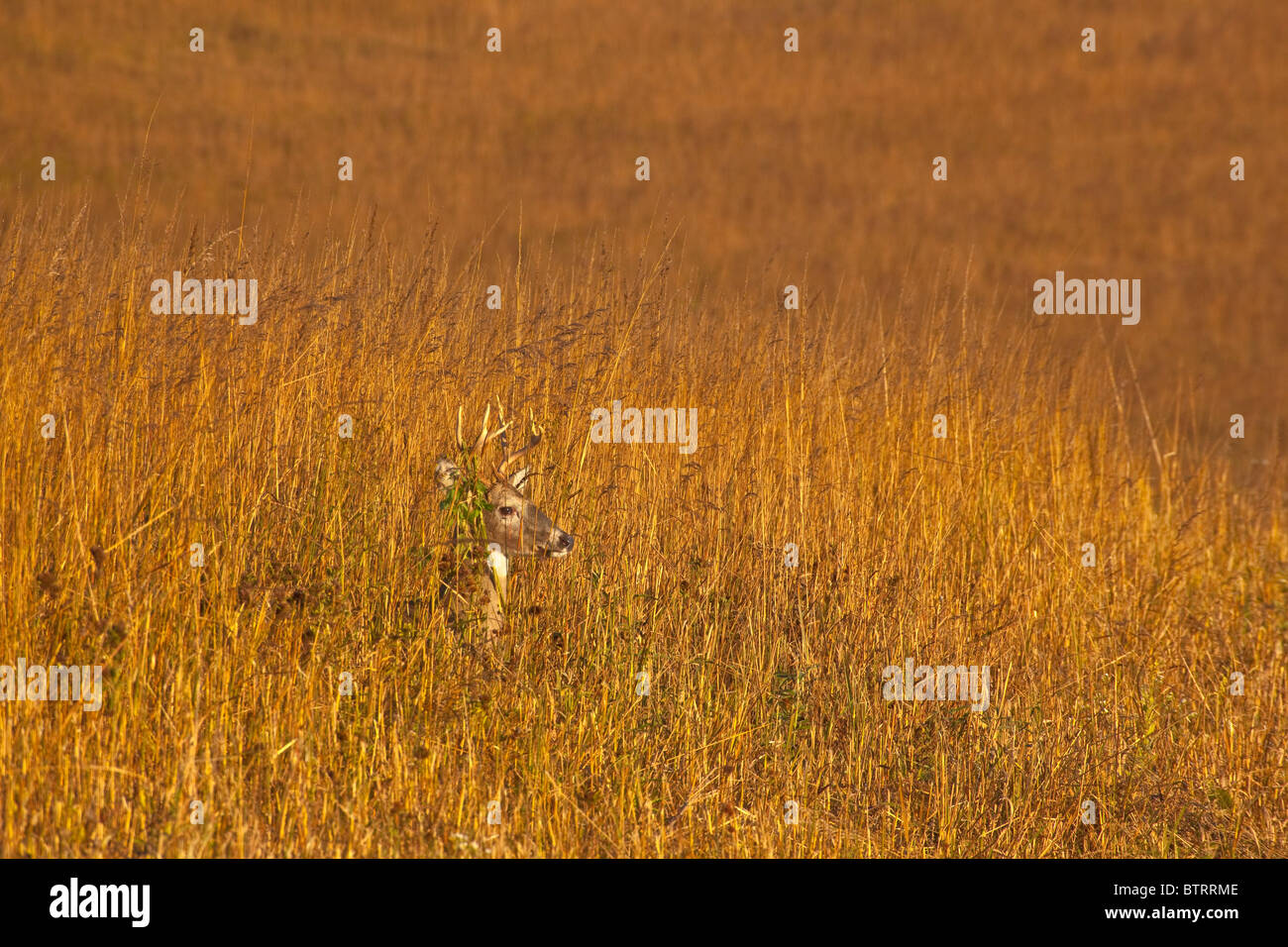 Whitetail deer, buck, standing amid the tallgrass prairie at Neal Smith ...