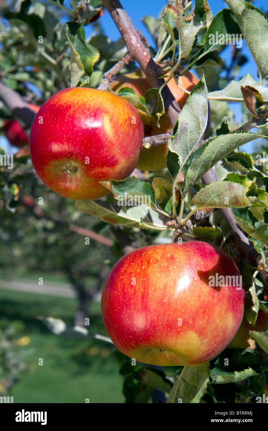 Grow orchard hi-res stock photography and images - Alamy