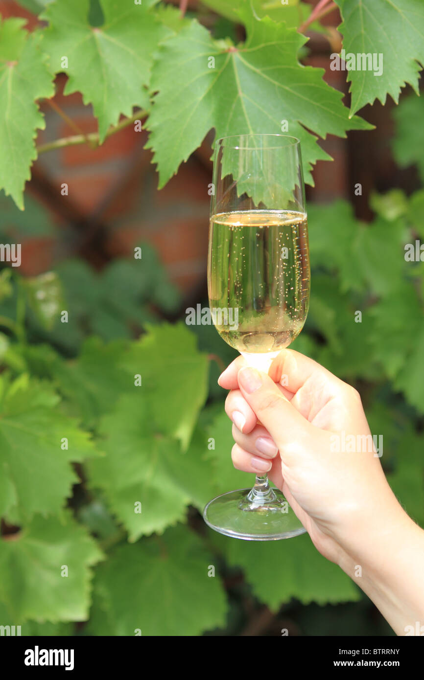 Glass of champagne near vine outdoor Stock Photo - Alamy