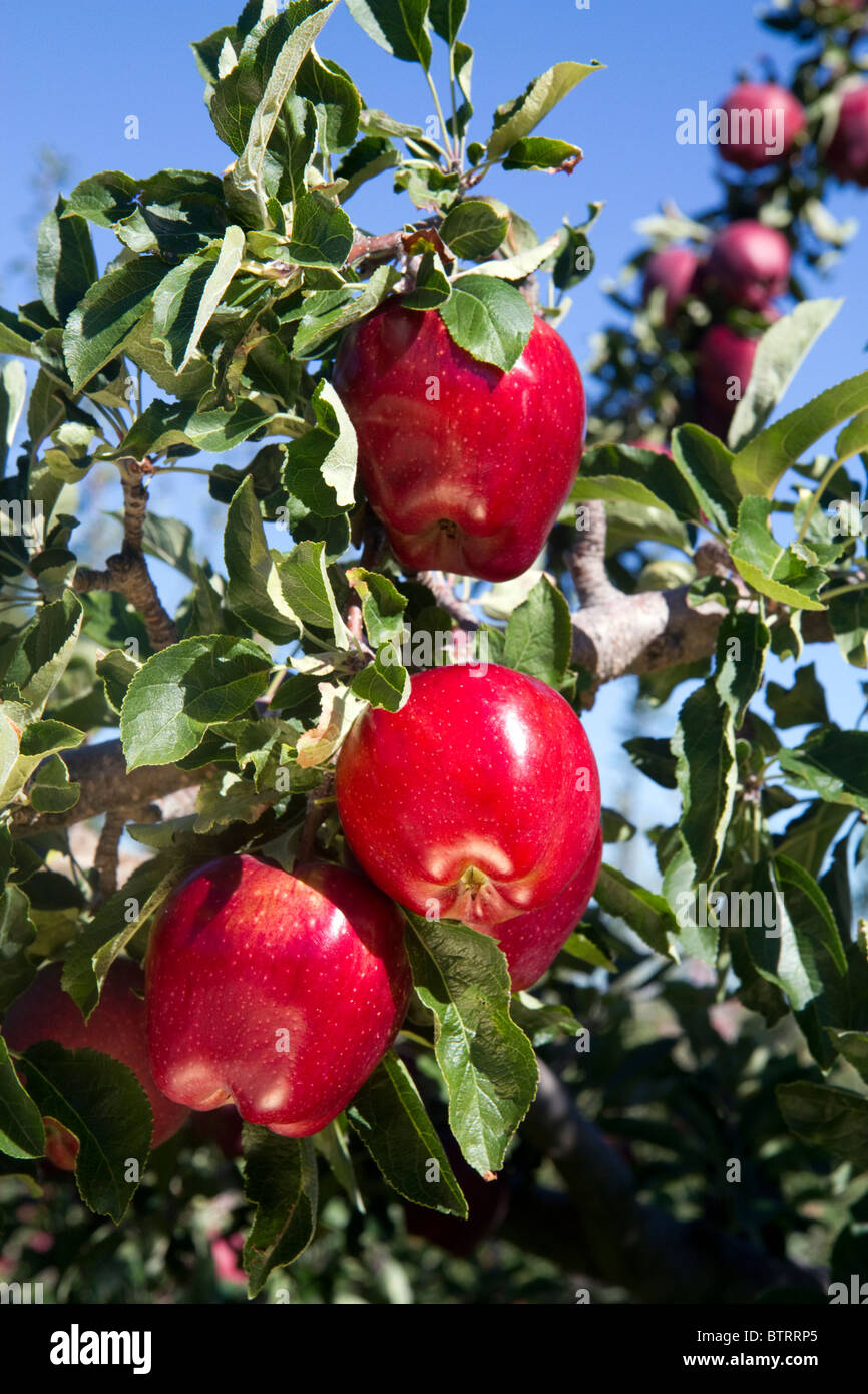 Ripe apples growing on the tree in Idaho, USA Stock Photo - Alamy