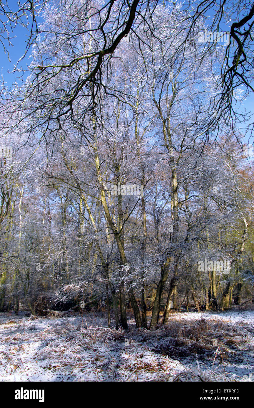 Snowy Woodland Scene Stock Photo - Alamy