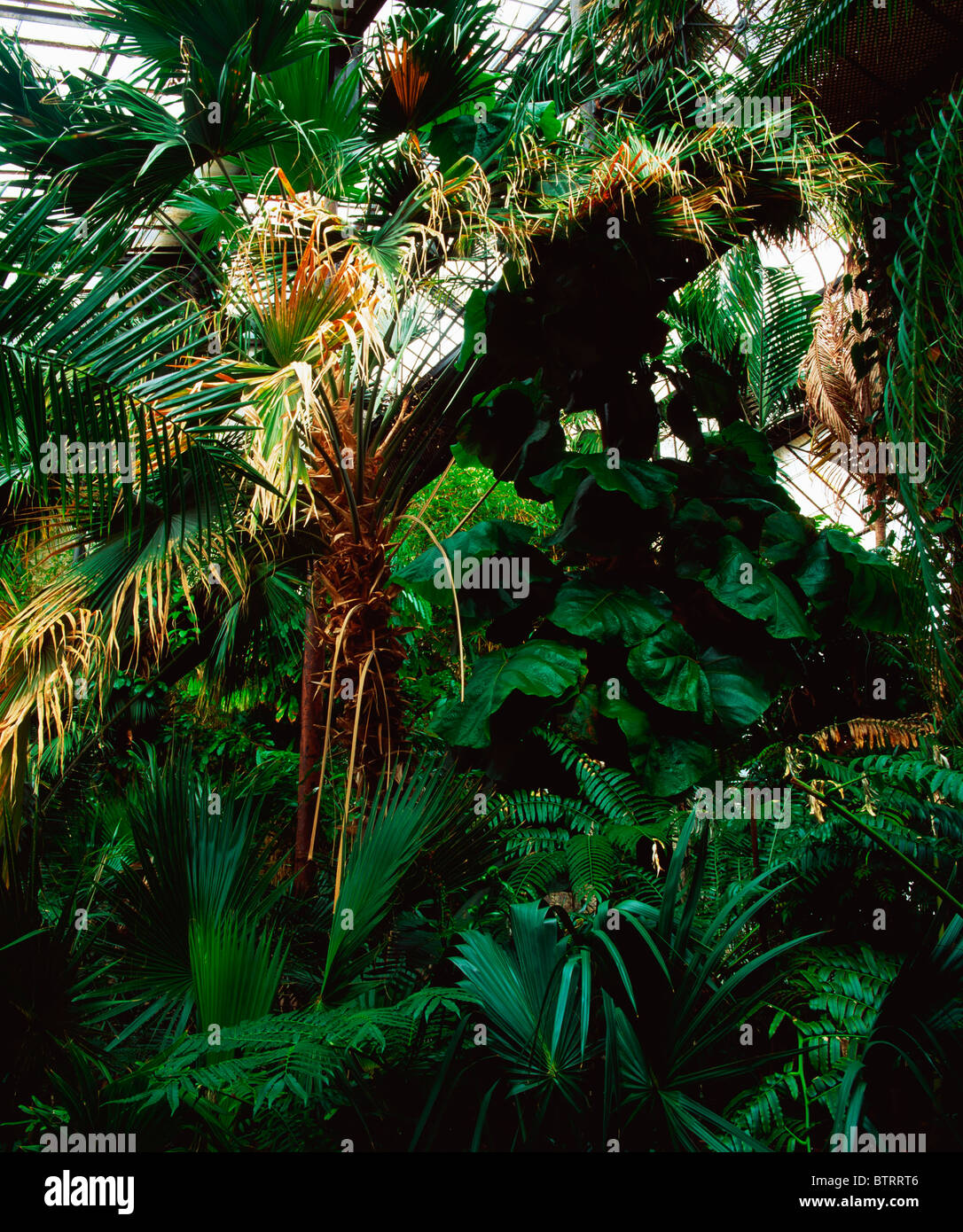 Irish National Botanic Gardens, Co Dublin, Ireland; Palm House Stock ...