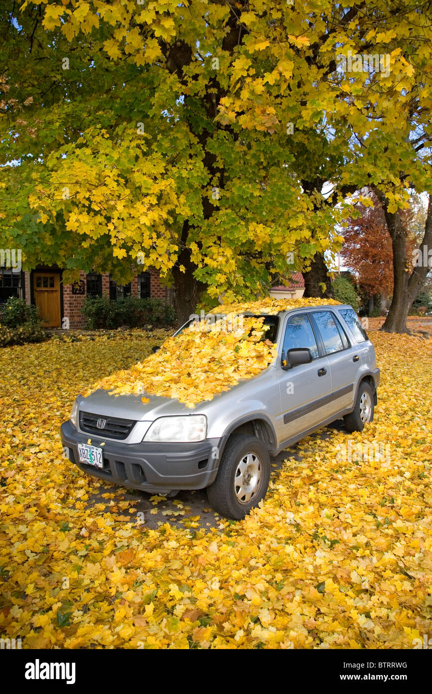 A car covered with maple leaves during an autumn color change Stock ...