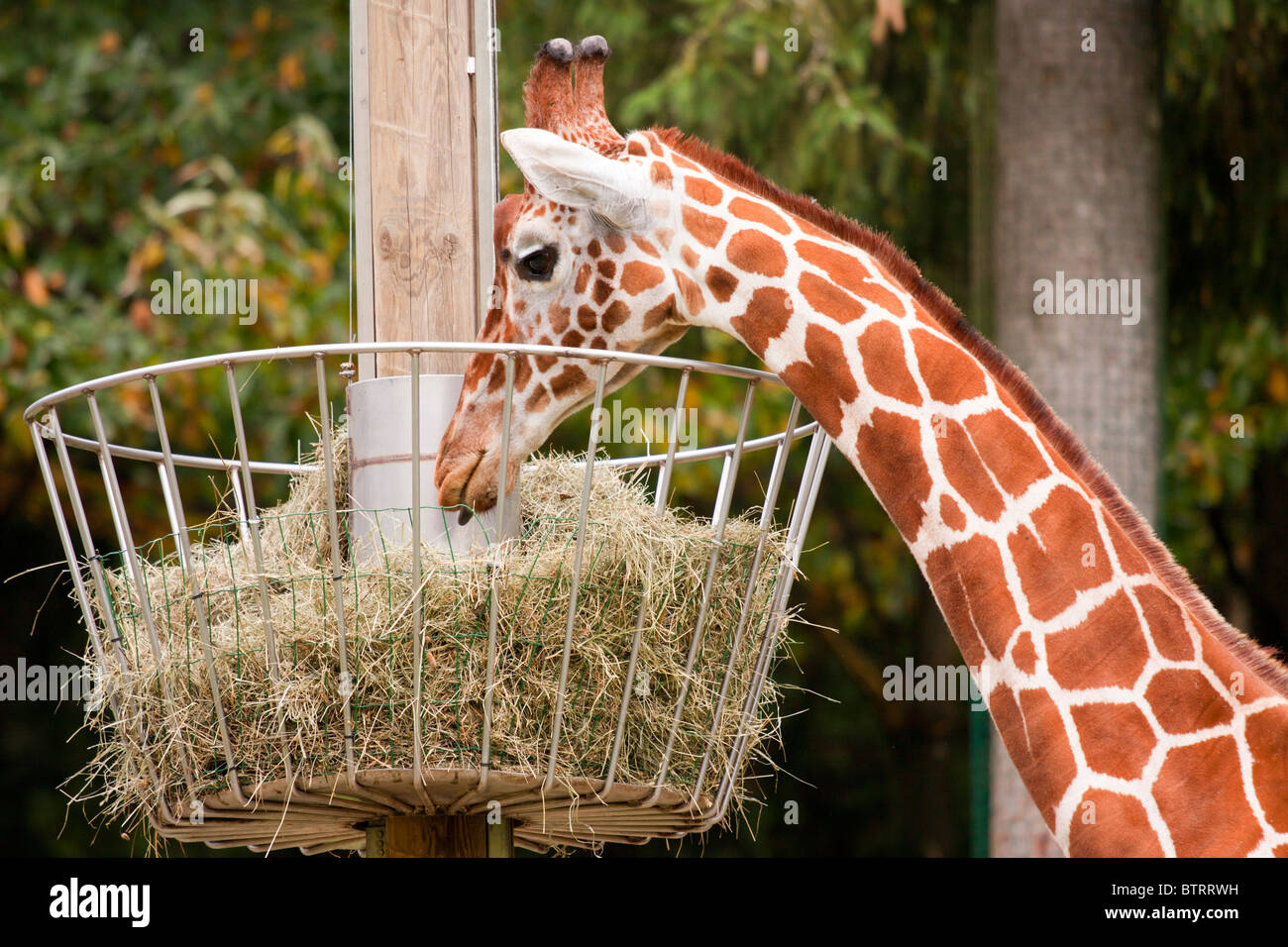 Closeup of the giraffe eating hay from the basket Stock Photo - Alamy