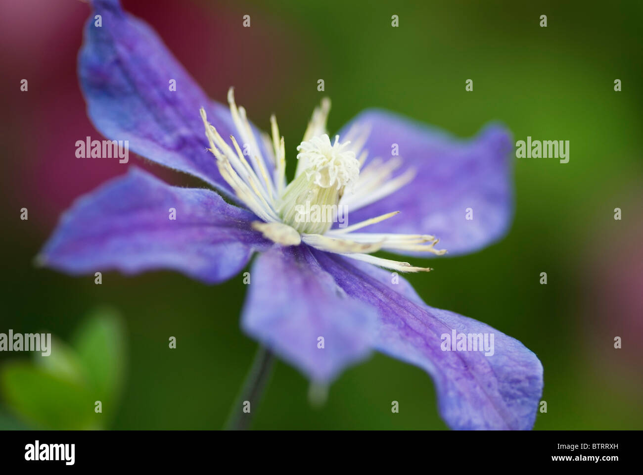 Arabella hi-res stock photography and images - Alamy