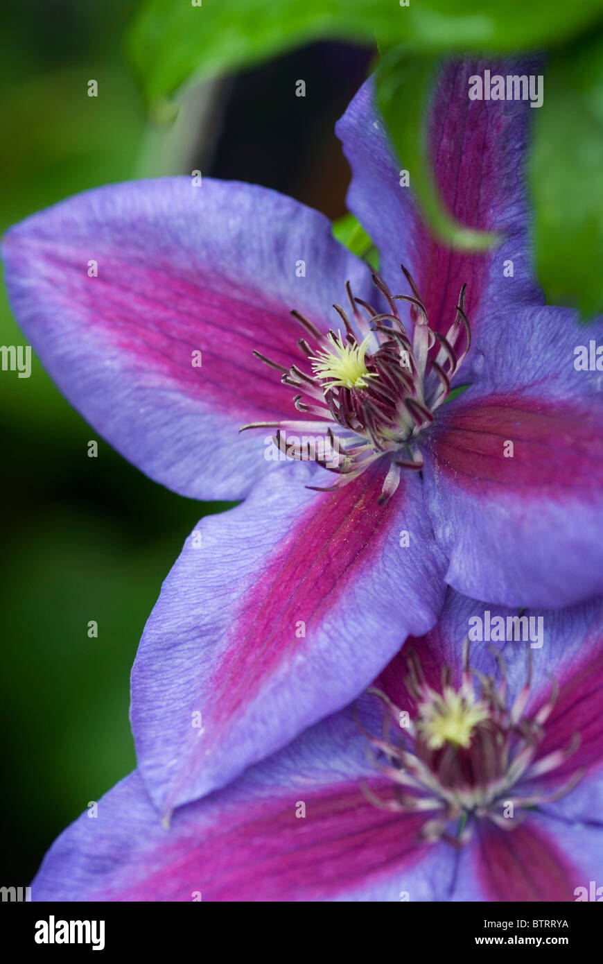 CLEMATIS MRS N THOMPSON Stock Photo - Alamy