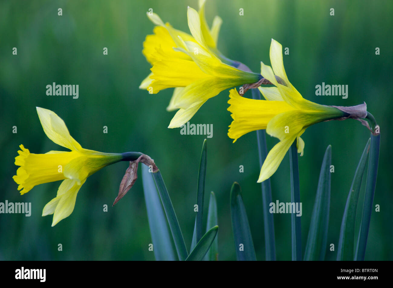 Naturalized bulbs hi-res stock photography and images - Alamy