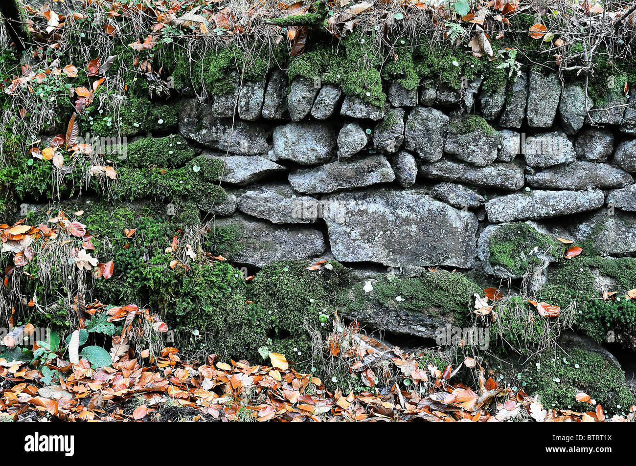 Devon dry stone walls hi-res stock photography and images - Alamy