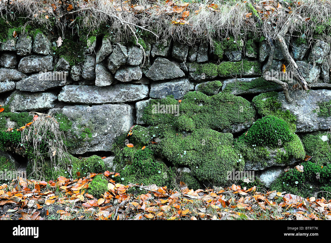 Devon dry stone walls hi-res stock photography and images - Alamy