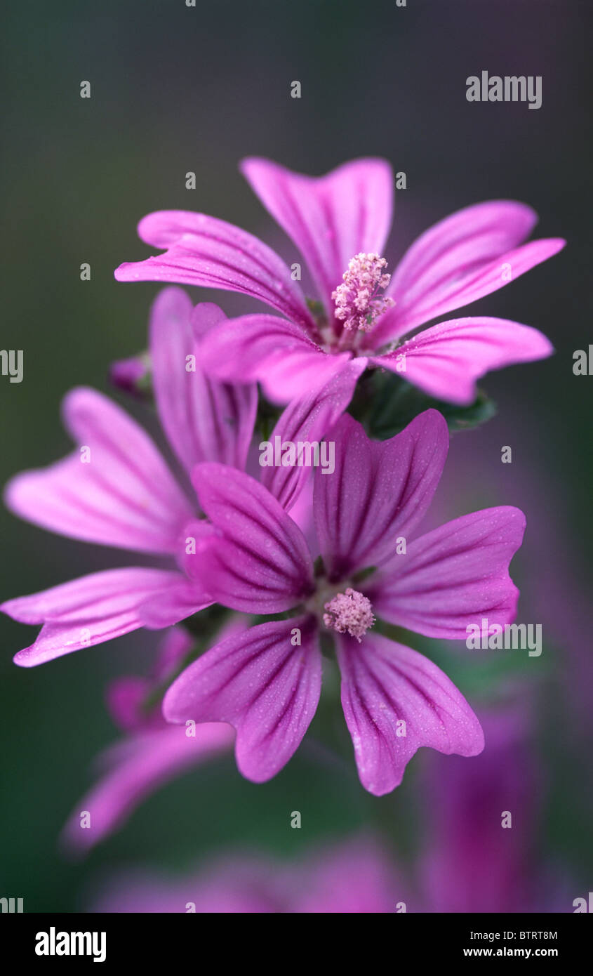 Malva sylvestris Common Mallow Stock Photo - Alamy