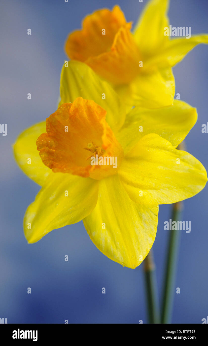 Blue fortune flower hi-res stock photography and images - Alamy