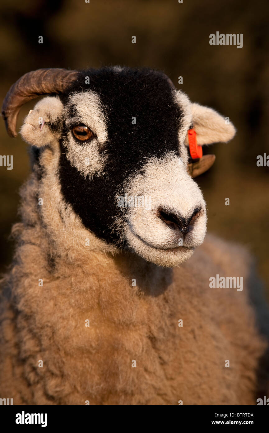 Swaledale sheep on limestone pasture. North Yorkshire Stock Photo - Alamy