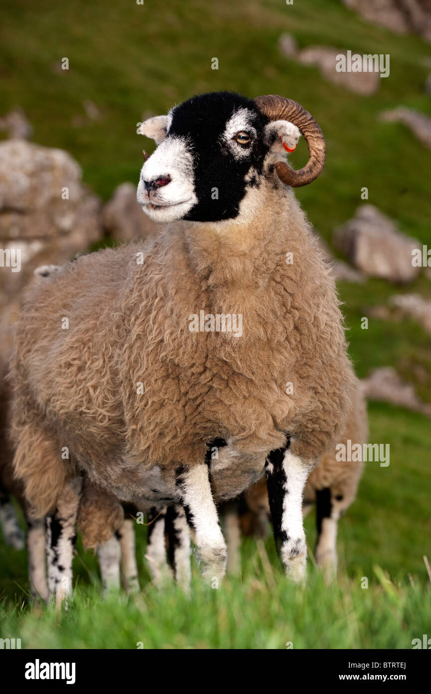 Swaledale sheep on limestone pasture. North Yorkshire Stock Photo - Alamy