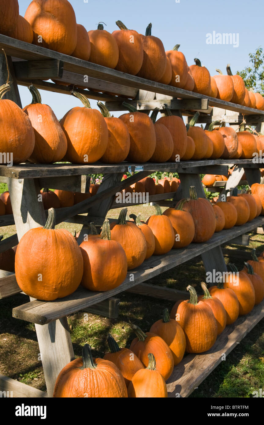Large number of pumpkins for sale at roadside stand Stock Photo - Alamy