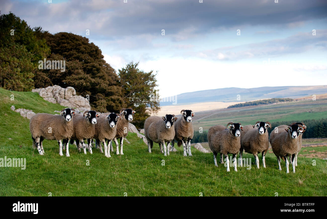 Swaledale sheep on limestone pasture. North Yorkshire Stock Photo - Alamy