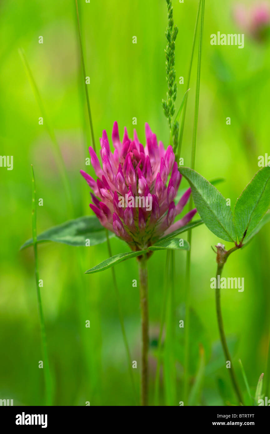 Perennial red clover hi-res stock photography and images - Alamy