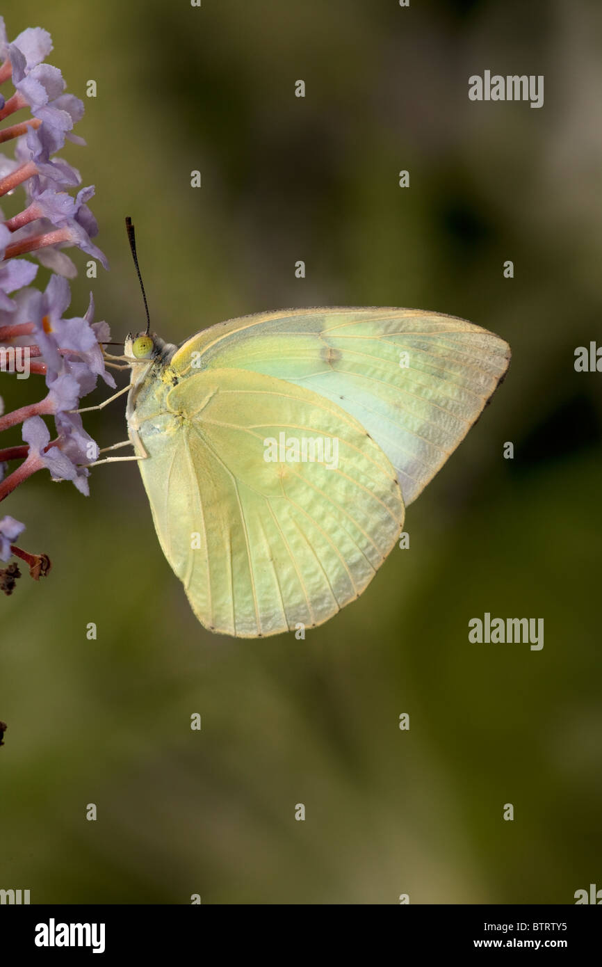 Large yellow butterfly hi-res stock photography and images - Alamy