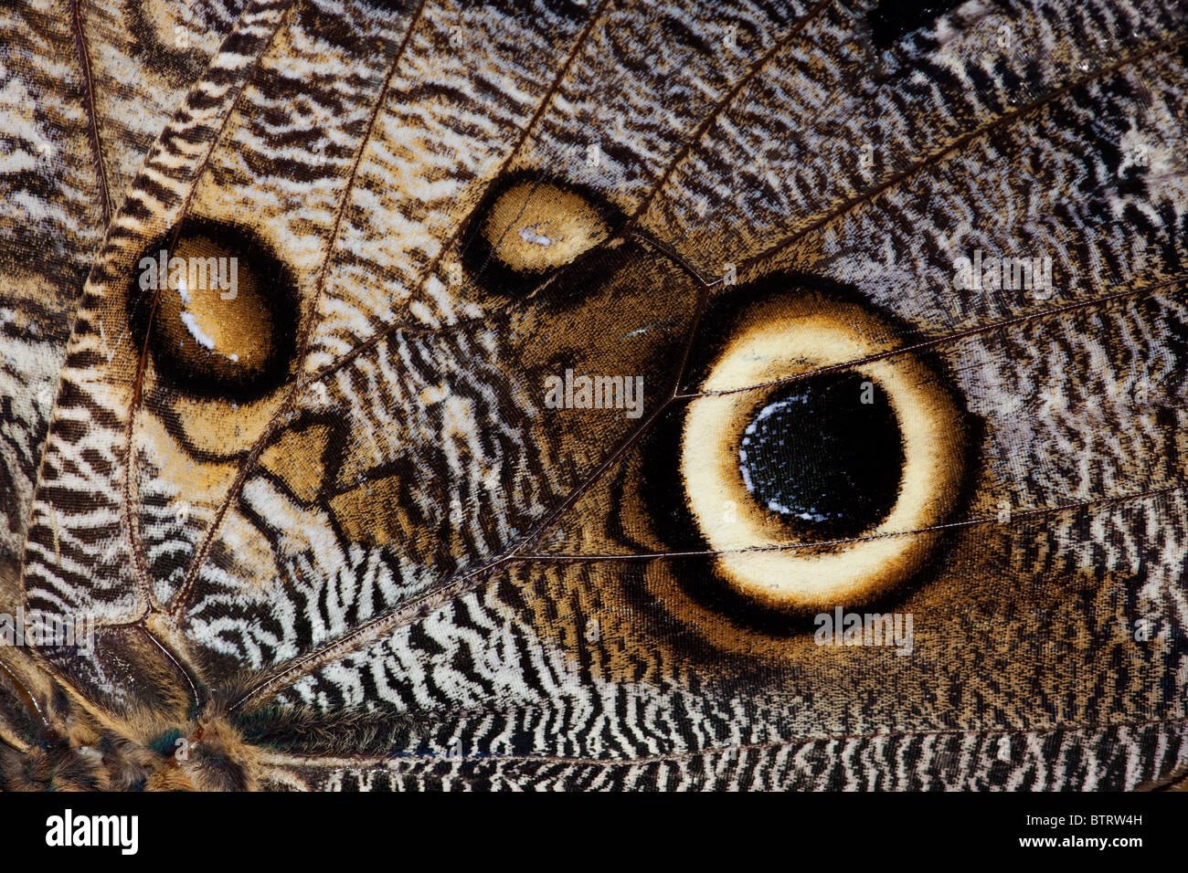Close up detail of the underside of an Owl Butterfly wing Stock Photo ...