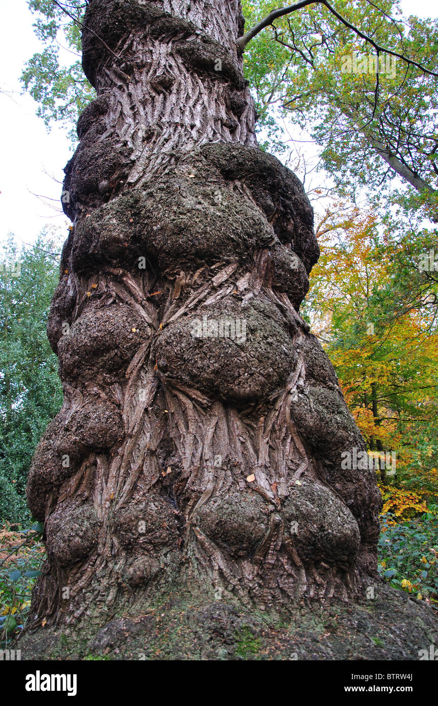 Ancient tree trunk, Windsor Great Park, Virginia Water, Surrey, England ...