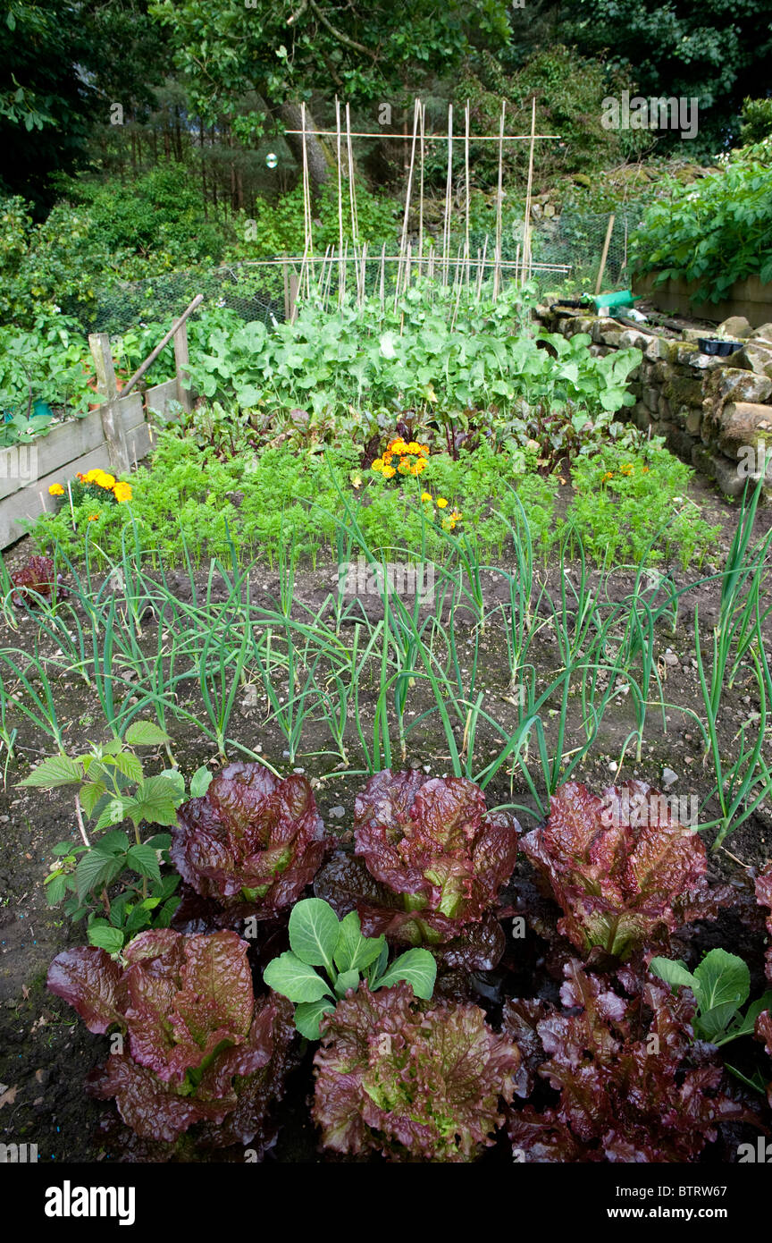 Home vegetable plot with various vegetables growing - Carrots, beetroot ...