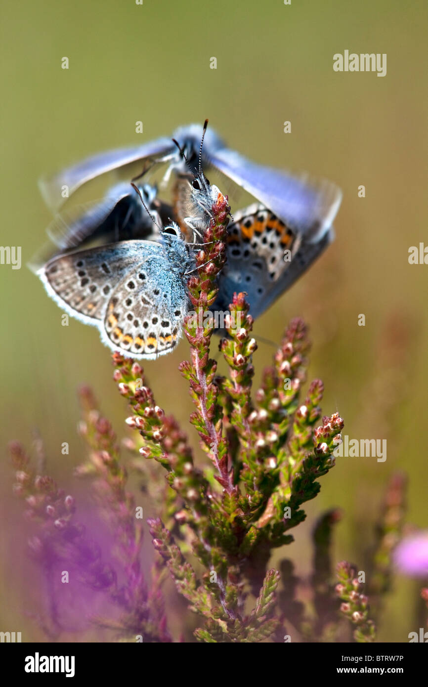 Silver-studded Blue Butterflies in a mating frenzy, New Forest, England ...