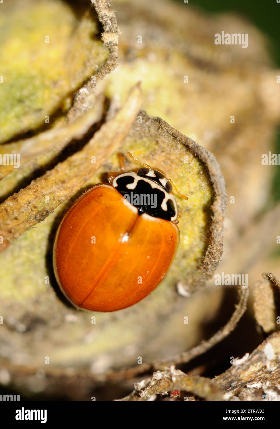 Lady bug hi-res stock photography and images - Alamy